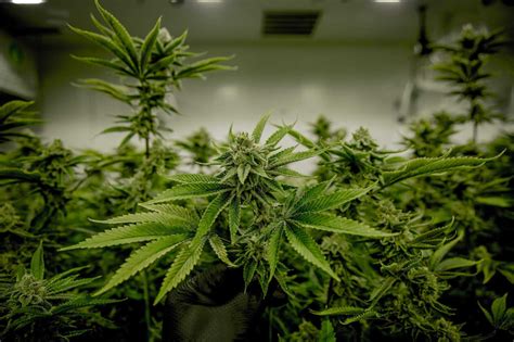 Problemas Más Comunes De Los Cultivos De Marihuana Yamnaya