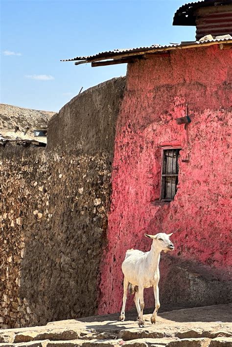 Harar Ethiopia Unesco Site And City Of Peace — Jayne Mclean