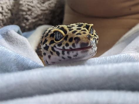R Leopardgeckos