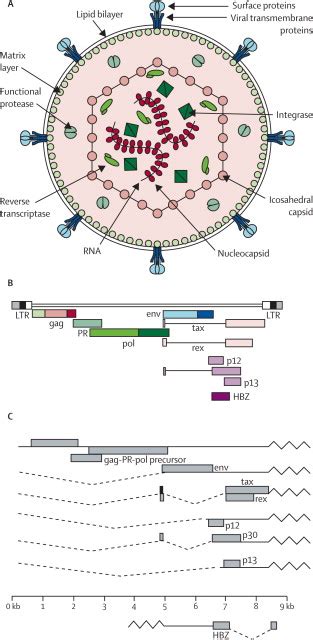 Human T Lymphotropic Virus 1 Recent Knowledge About An Ancient