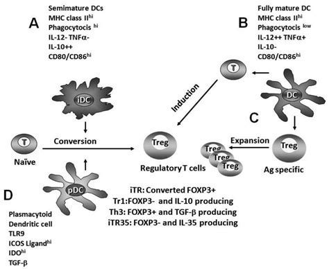 Different Pathways Of Regulatory T Cell Induction A Semimature