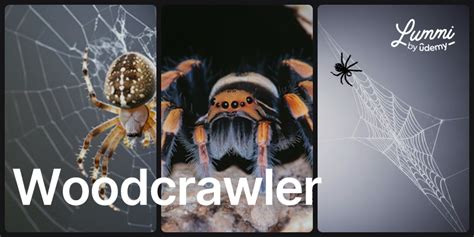 Woodcrawler Images — Free Hd Download On Lummi