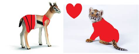 Daniel Tiger X Gazelle Realistic By Torrjua11011 On Deviantart