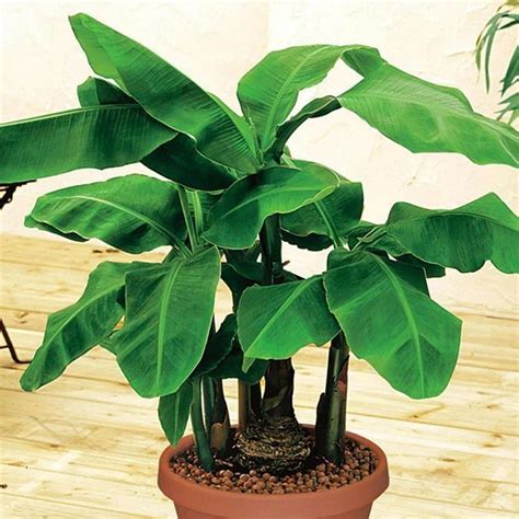 Rare Dwarf Banana Tree Bulk Seeds Mini Bonsai Tropical Fruits Potted