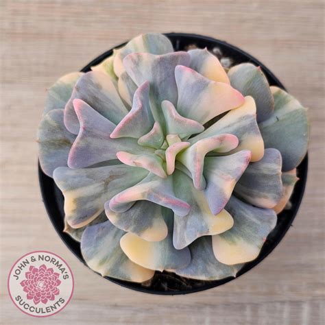 Echeveria Cubic Frost Variegated John And Normas Succulents John