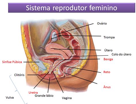 Sistema Reprodutor Feminino Imagens
