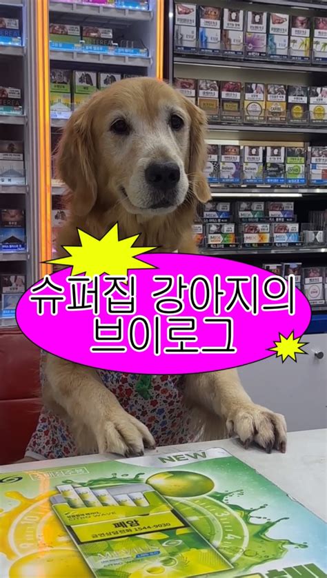 💖골든리트리버 펫셔니스타 춘남이 애드라 나 놀고먹는 강쥐 아니라 일만 하는 강쥐여ㅠㅠ노역강쥐 다들 자기 밥벌이 자기가 해고