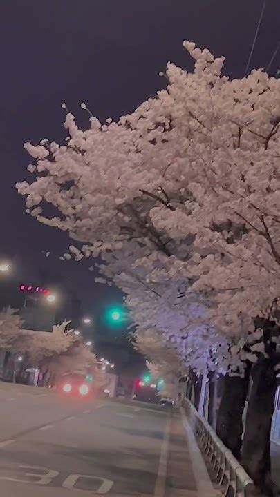 🌸벚꽃 피던 많은 날 중에 하루🌸 Youtube