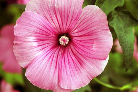 Planta Verde Hermosa Foto Gratis En Pixabay Pixabay