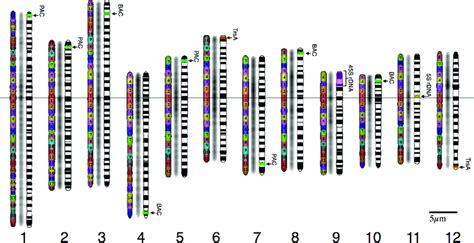 Rice Pachytene Chromosome Map Distribution Of Chromomeres With Their