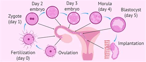 What Is The Process Of Fertilization From Ovulation To Implantation At