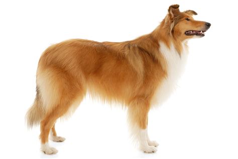 Berner Sennenhund Charakter Ernährung Pflege