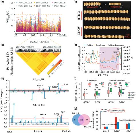 Mapping And Identification Of Tatpp‐7a A Manhattan Plot Shows The