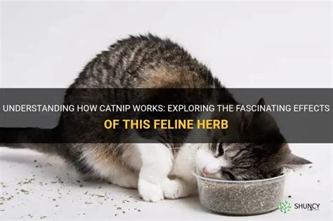 Understanding How Catnip Works Exploring The Fascinating Effects Of This Feline Herb ShunCy