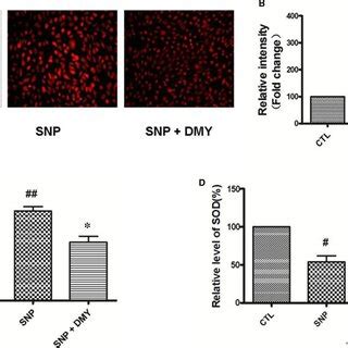 Dihydromyricetin Attenuated The Decrease In Cell Viability Induced By