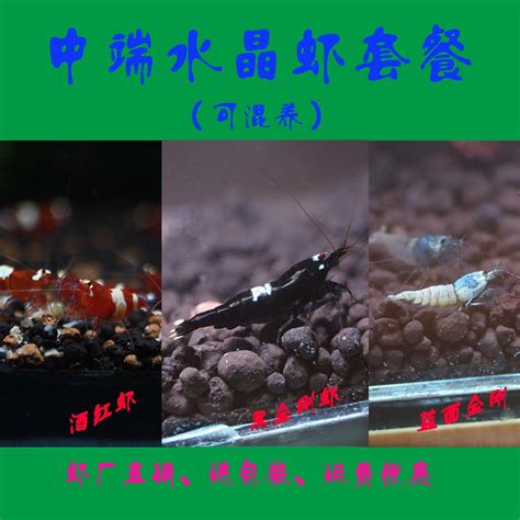 优质熊猫锁型黑金刚水晶虾观赏酒红蓝金刚水晶虾蓝面斑马姘头小虾 虎窝淘