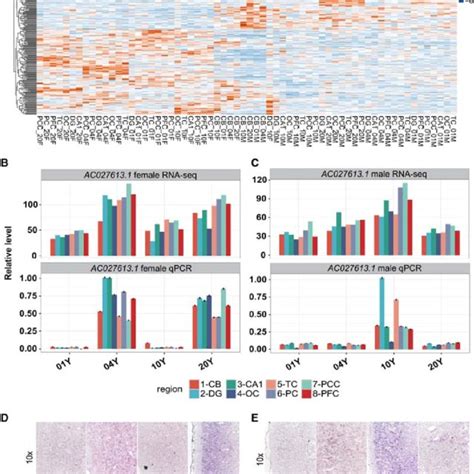 dong chen pi bachelor of science research profile