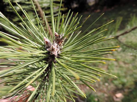 Лист хвойного растения (много фото) - treepics.ru