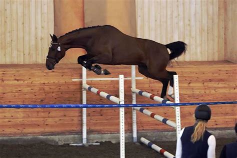 Sex Diplom I Sörmland Ridsport