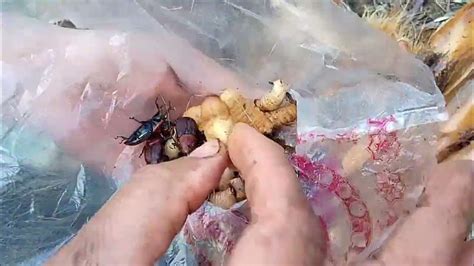 سرطان النخل سوس النخل Youtube