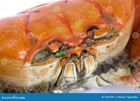 Crab Face Stock Image Image 12527261