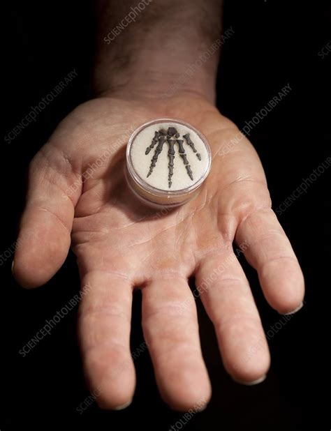 Fossil And Pentadactyl Limb Evolution Stock Image C028 9553