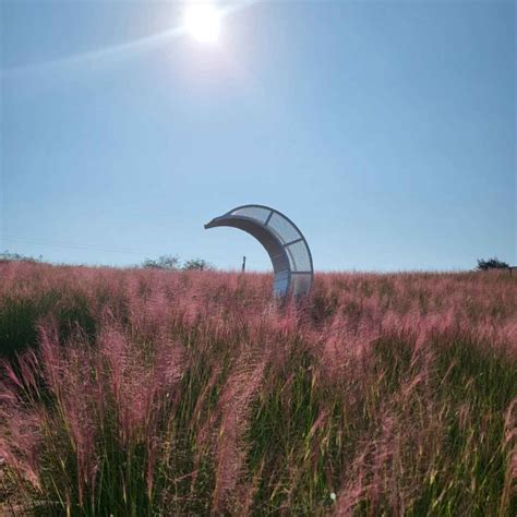 전북특별자치도 고창군 고창청농원 핑크뮬리시즌