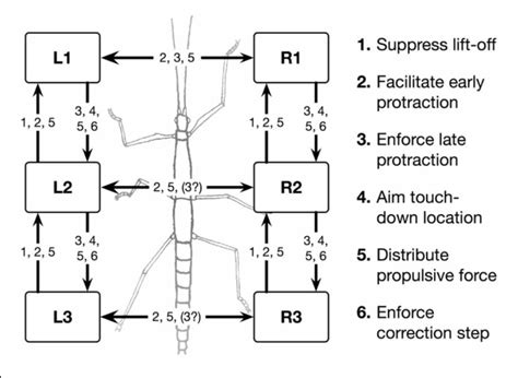 Figure 1 From A Hexapod Walker Using A Heterarchical Architecture For