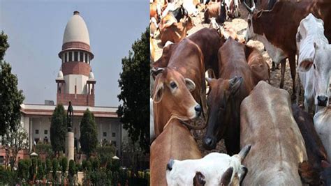 Animal Welfare Board Of India Withdraws Appeal To Celebrate February 14
