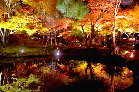 【京都】鏡のような池に映る紅葉とプロジェクションマッピングは必見！秋の「高台寺」夜間特別拝観