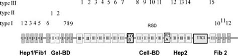The Modular Structure Of Fibronectin Fibronectin Consists Of The