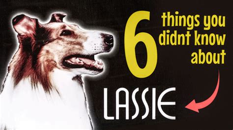 6 Things You Didnt Know About Lassie