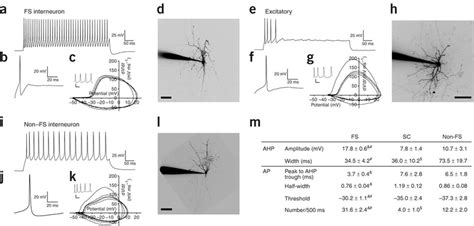 Characterization Of Cell Types In Layer Iv Barrel Cortex In The First
