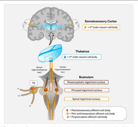 Table 1 From Sensorimotor Regulation Of Facial Expression An