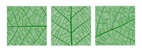 3d Leaf Texture Vector Art Icons And Graphics For Free Download