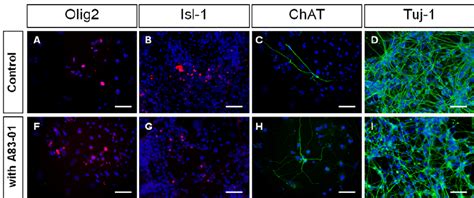 Motor Neuron Differentiation From Mouse Es Cells After Eb