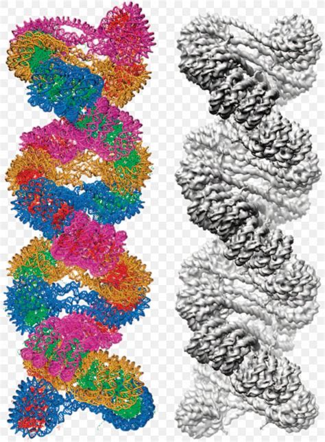 Chromatin Nucleic Acid Double Helix Cryogenic Electron Microscopy
