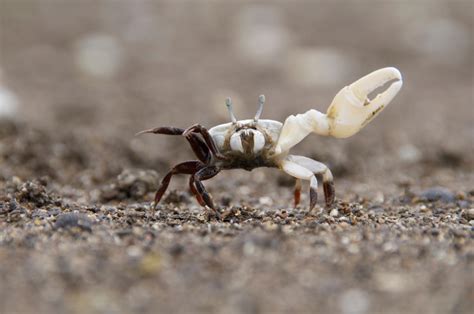 Male Fiddler Crabs Produce Female Luring Vibrations In Their Burrows