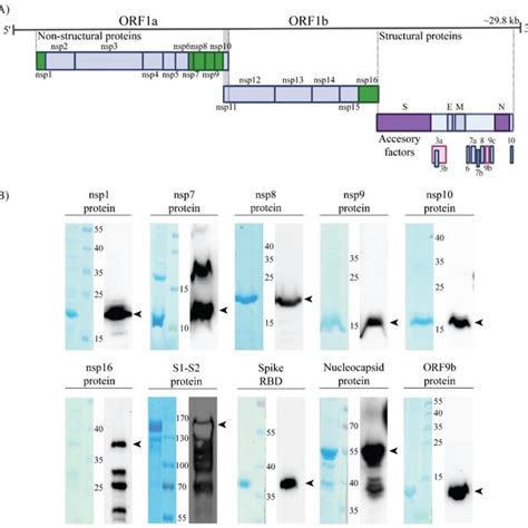 Expression Of Sars Cov 2 Recombinant Proteins A Graphical