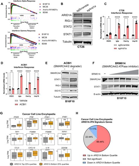 Arid1a Suppresses R Loop Mediated Sting Type I Interferon Pathway Activation Of Anti Tumor