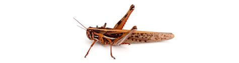 Grasshopper Flight