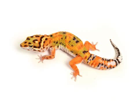 Dwarf Leopard Gecko