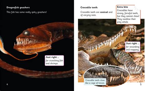 The Right Bite Lioncrest Education