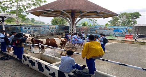Kegiatan Outing Kelas X Belajar Pengolahan Susu Di Wisata Edukasi Susu