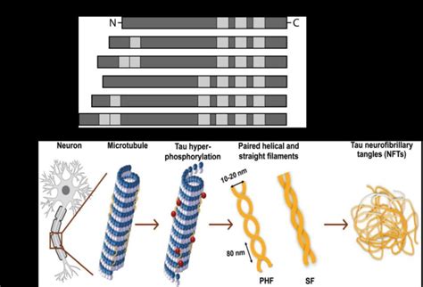6 A Six Tau Isoforms In Adult Human Brain 84 B The Formation Process