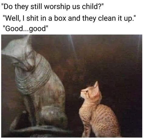 Kittehs 9gag