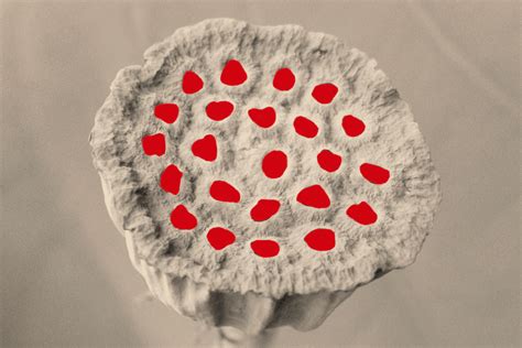 Tripofobia Una Revisión Científica Psyciencia