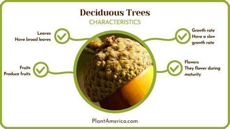 Deciduous Vs Coniferous Trees Their Differences And More Plant America