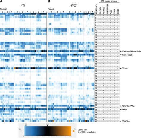 Deciphering The Temporal Heterogeneity Of Cancer Associated Fibroblast