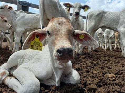 Manejo No Nascimento De Bezerros é Chave Para Rebanhos Produtivos